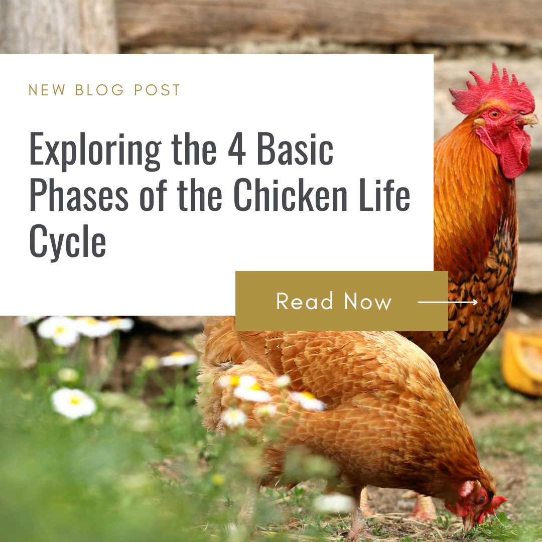 Exploring the 4 Basic Phases of the Chicken Life Cycle – Backyard Barnyard