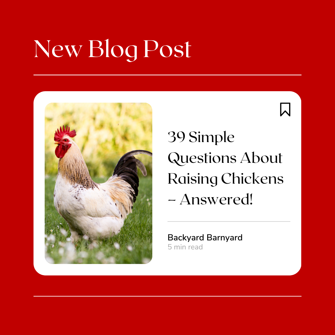 39 Simple Questions About Raising Chickens – Answered! – Backyard Barnyard