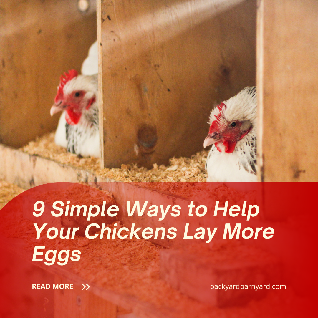 9 Simple Ways to Help Your Chickens Lay More Eggs – Backyard Barnyard