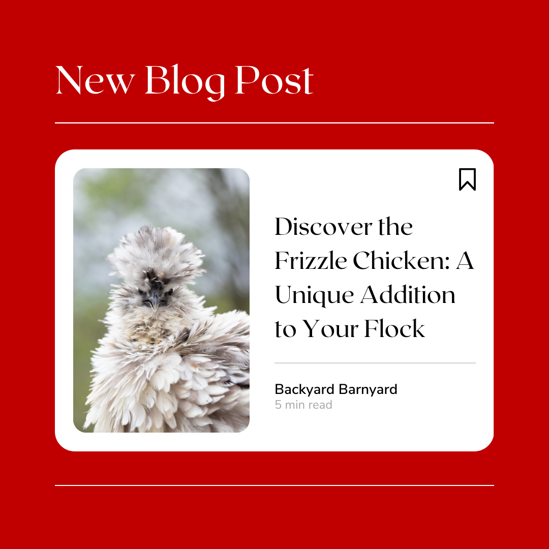 Discover the Frizzle Chicken: A Unique Addition to Your Flock ...