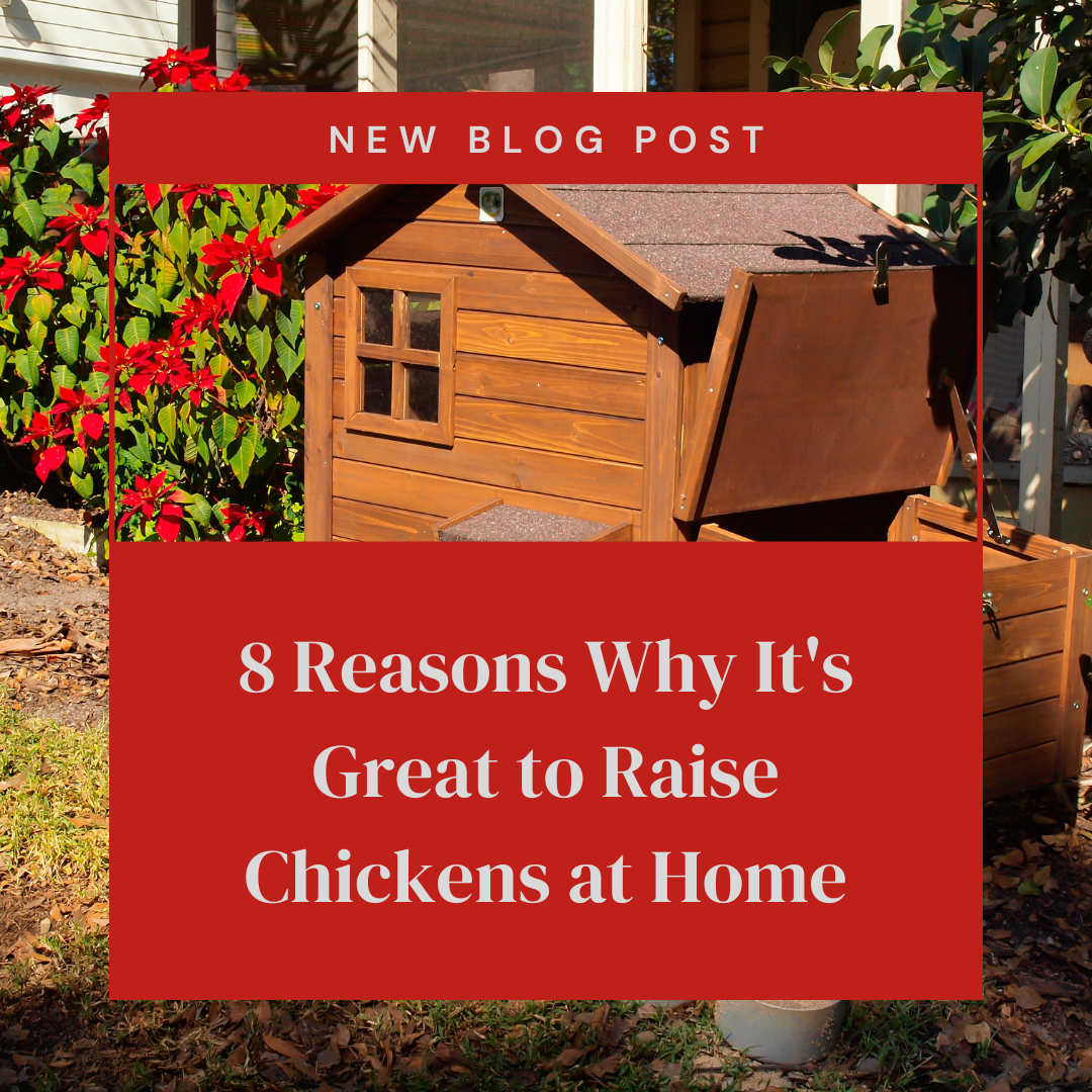 8 Reasons Why It's Great to Raise Chickens at Home – Backyard Barnyard