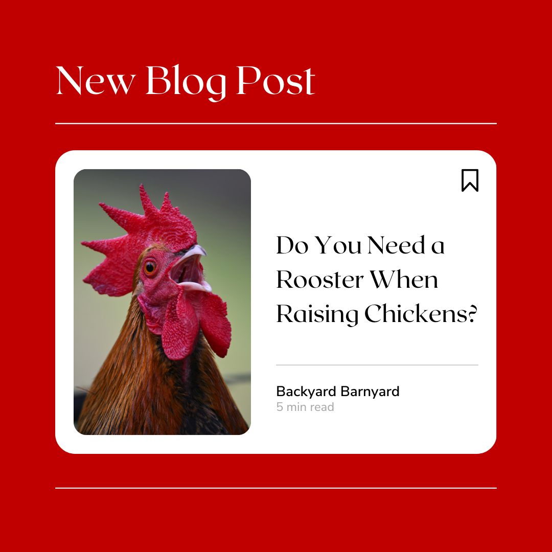 Do You Need A Rooster When Raising Chickens Backyard Barnyard