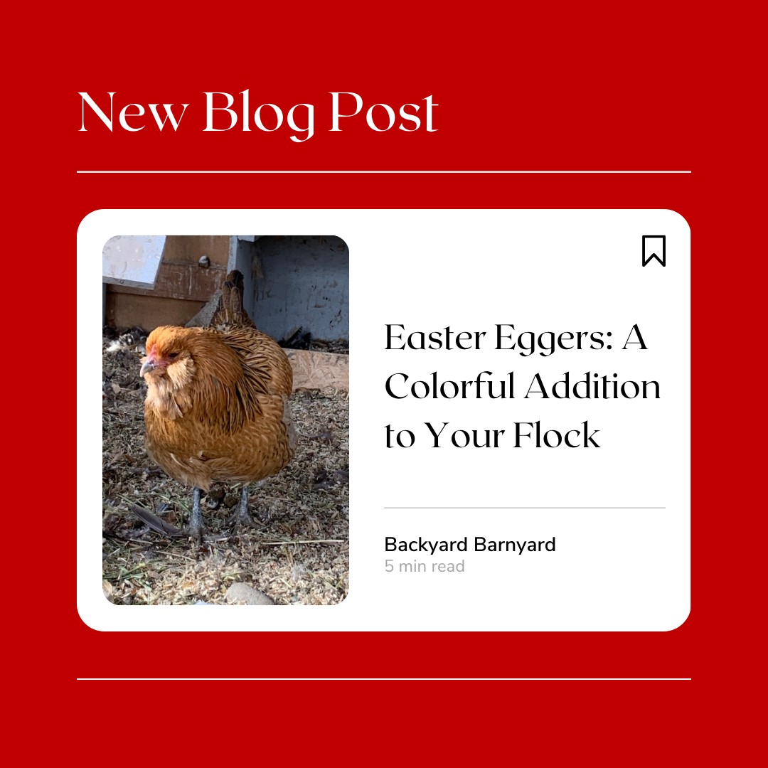 Easter Eggers: A Colorful Addition to Your Flock – Backyard Barnyard