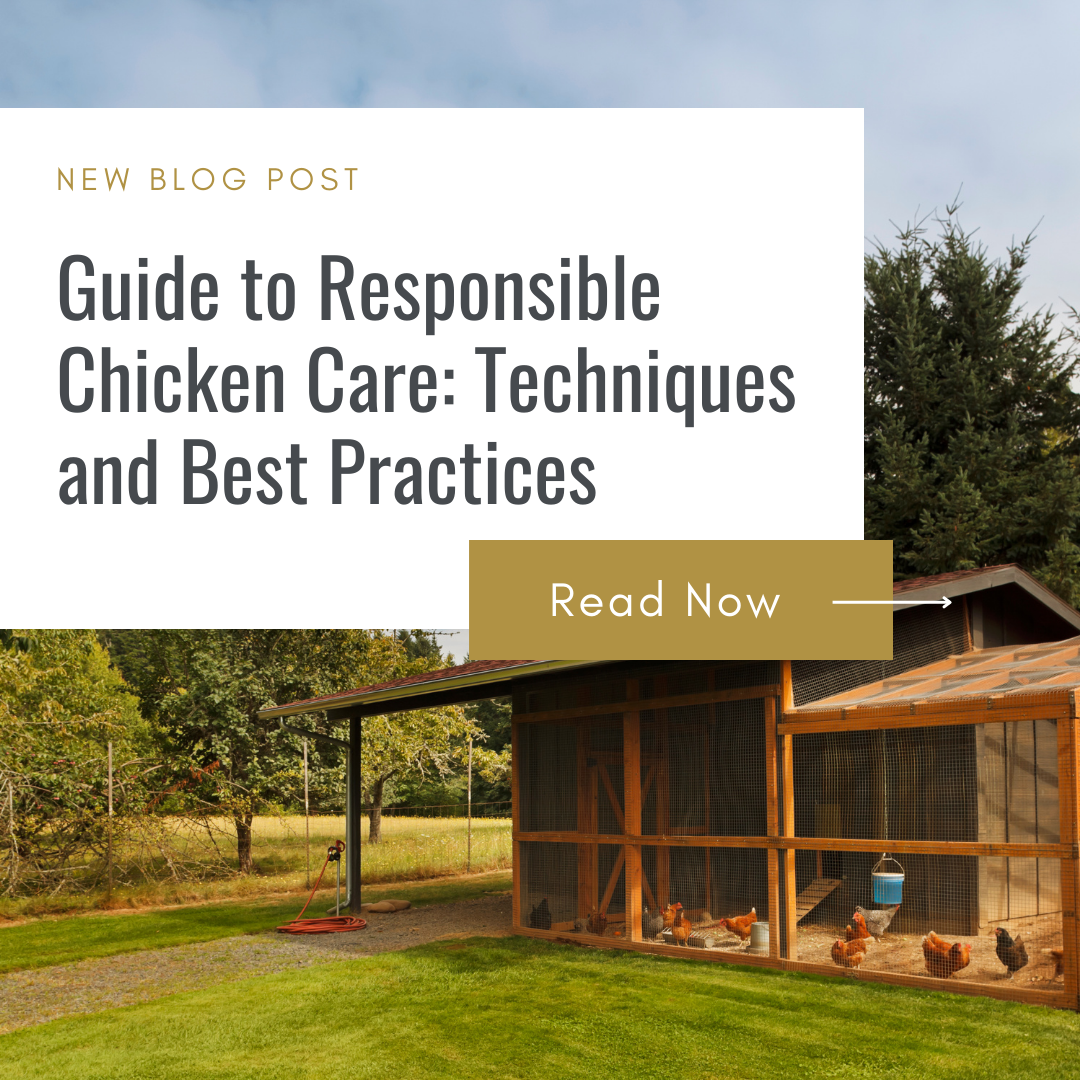Guide to Responsible Chicken Care: Techniques and Best Practices ...