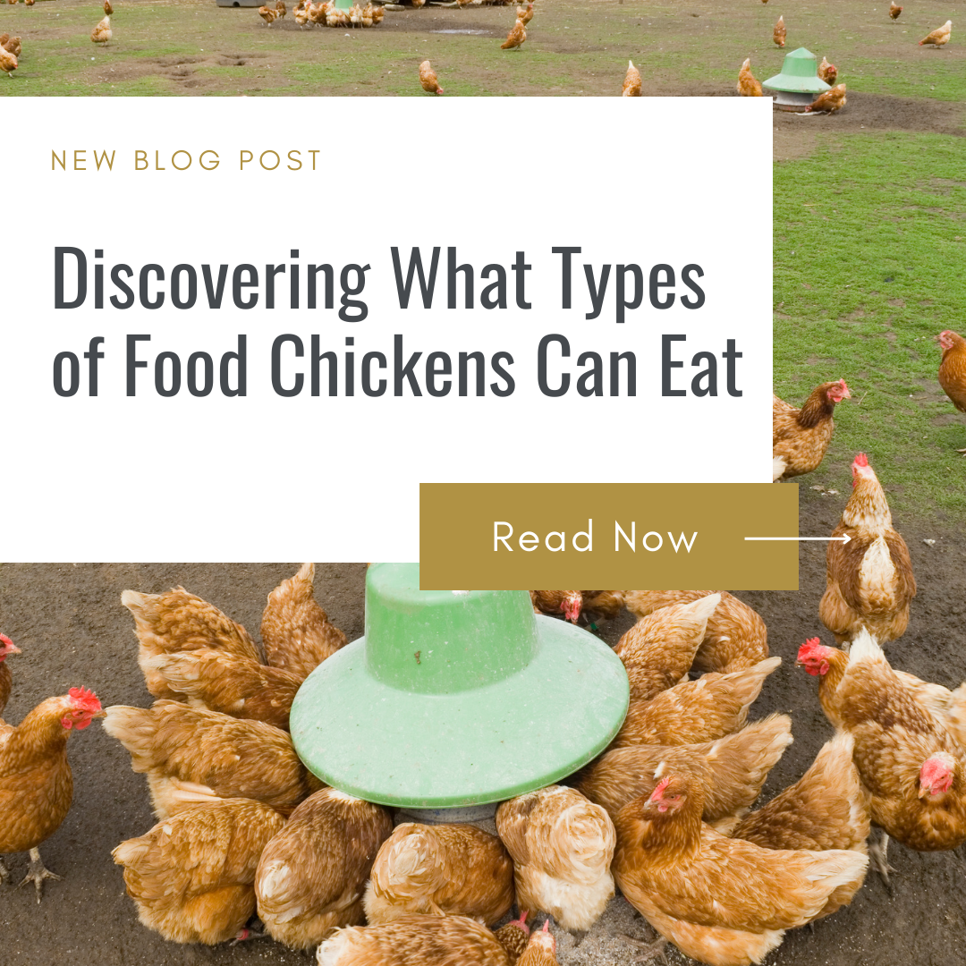 Discovering What Types of Food Chickens Can Eat – Backyard Barnyard