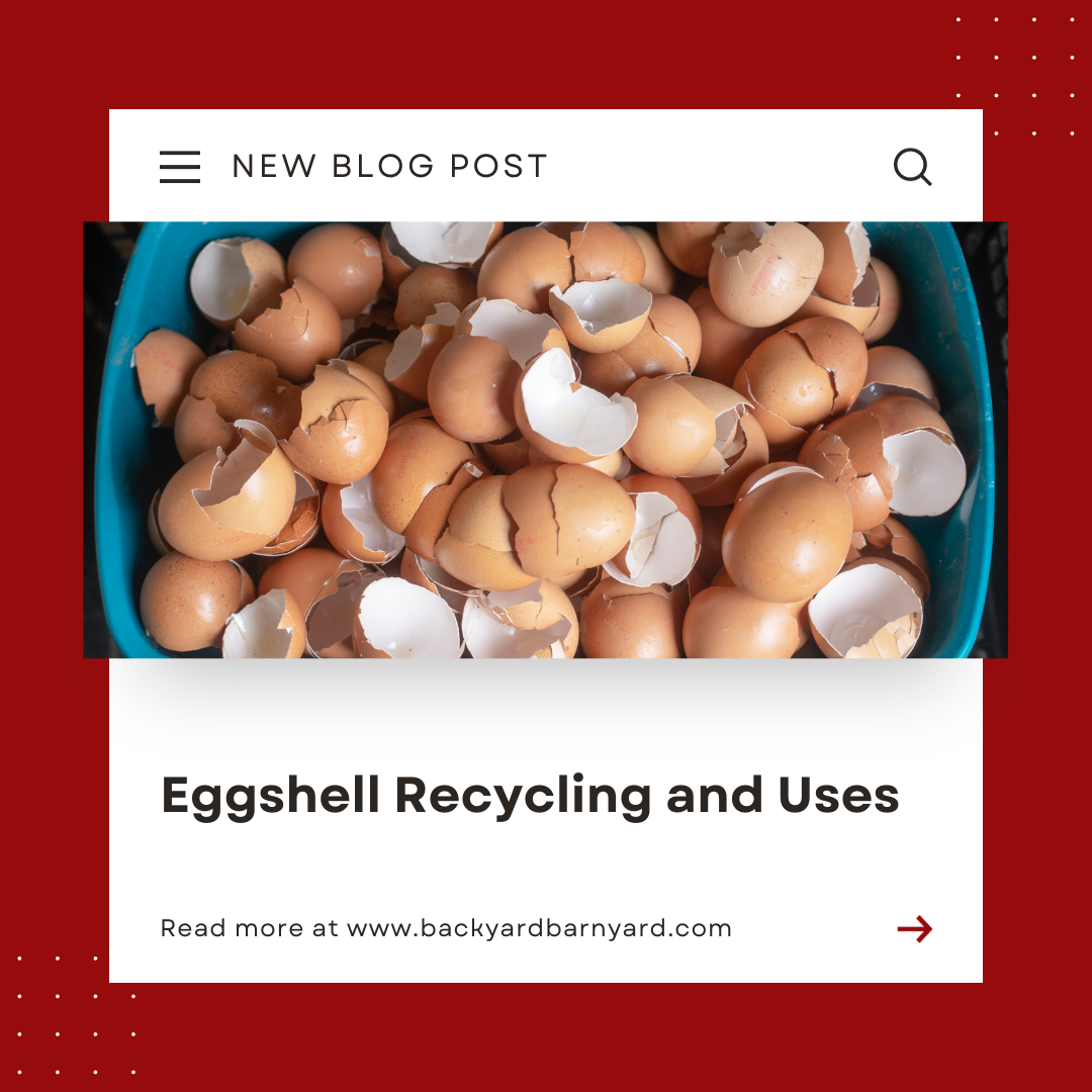 Eggshell Recycling and Uses – Backyard Barnyard