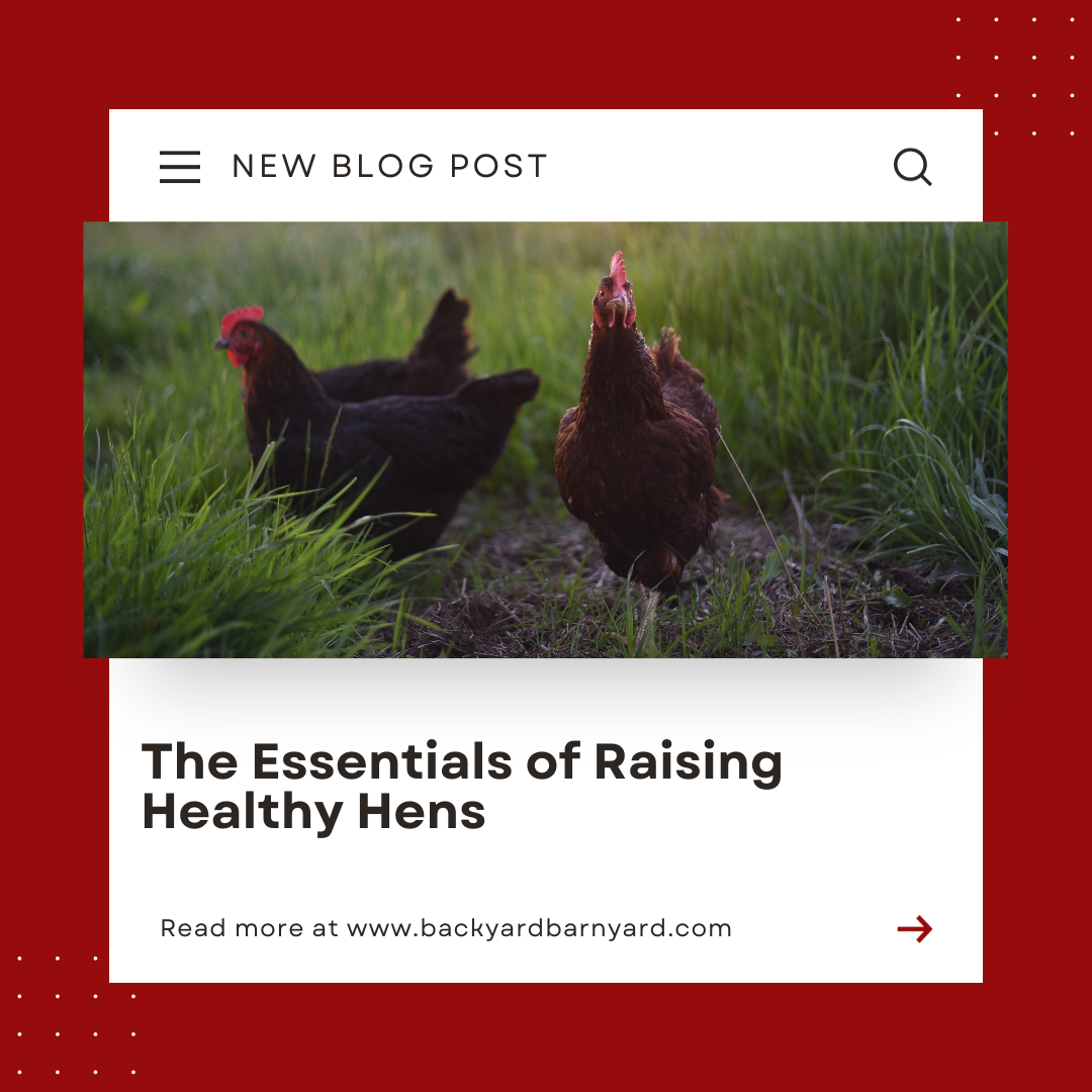 The Essentials of Raising Healthy Hens – Backyard Barnyard