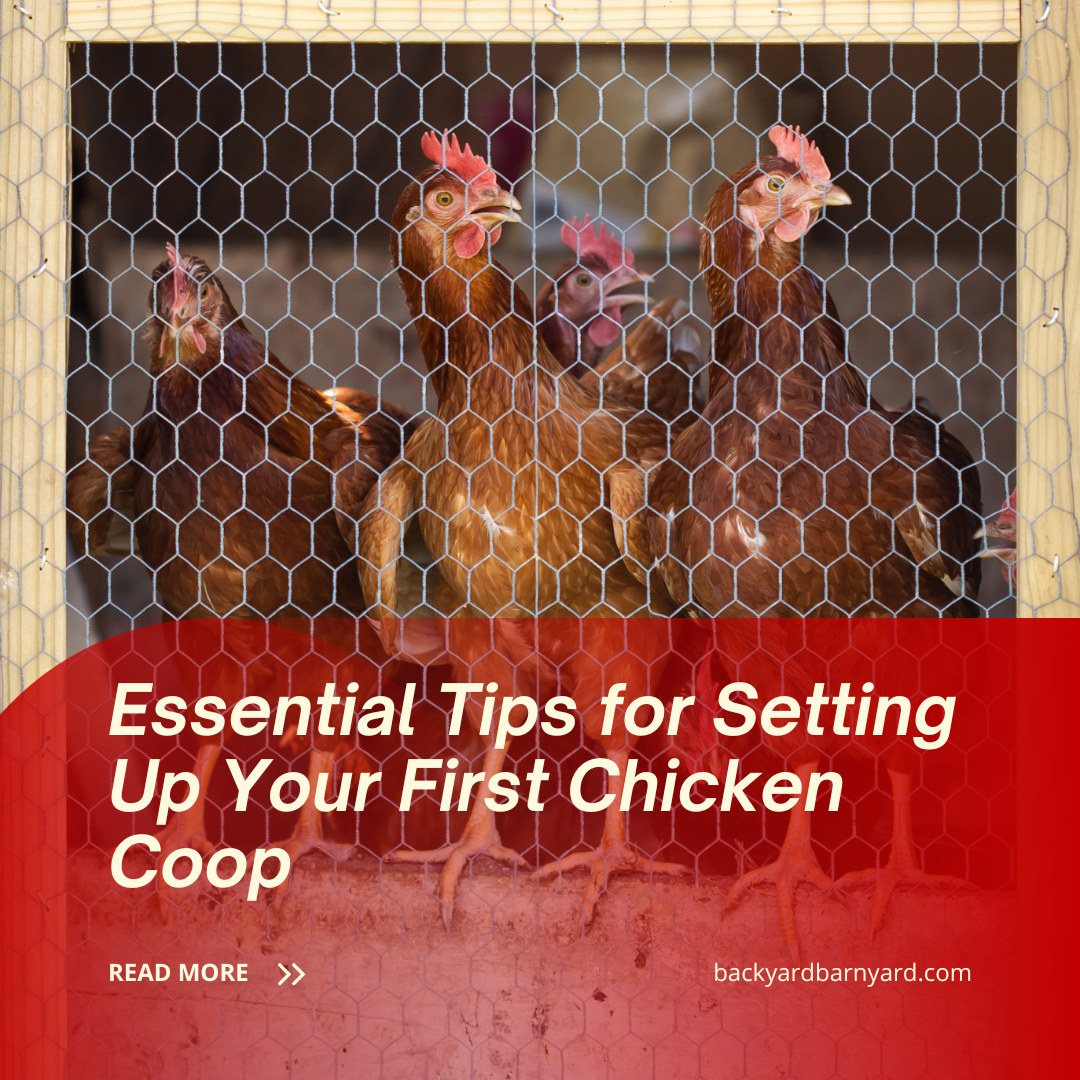 Essential Tips for Setting Up Your First Chicken Coop – Backyard Barnyard