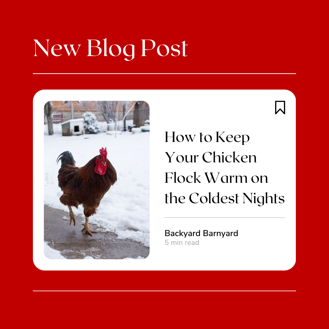 How to Keep Your Chicken Flock Warm on the Coldest Nights – Backyard ...