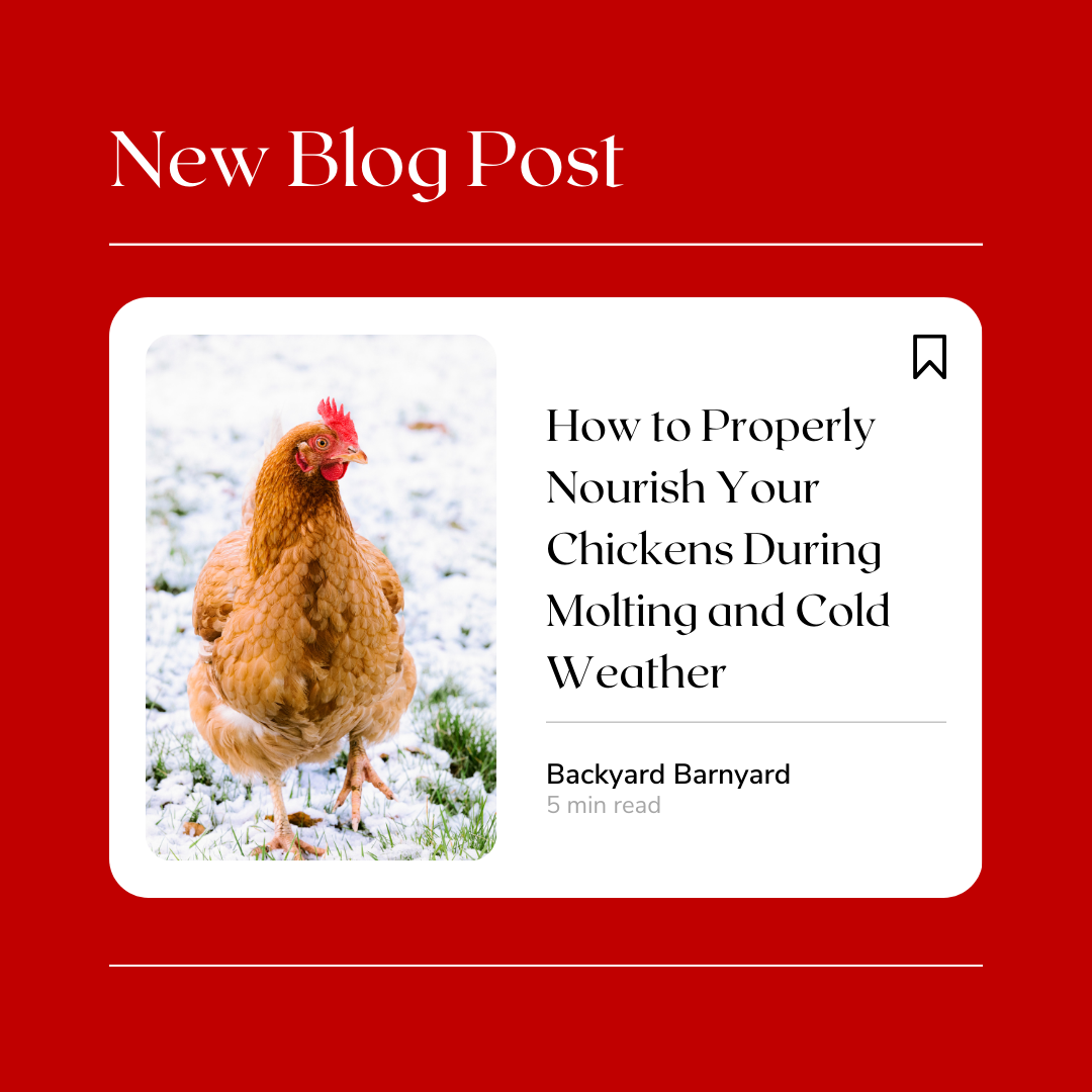 How to Properly Nourish Your Chickens During Molting and Cold Weather ...