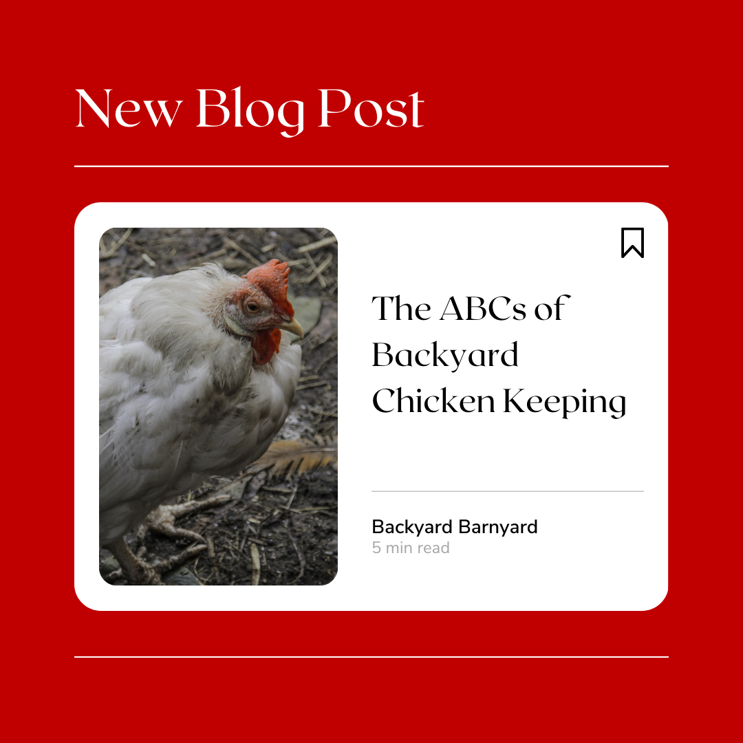 The ABCs of Backyard Chicken Keeping – Backyard Barnyard