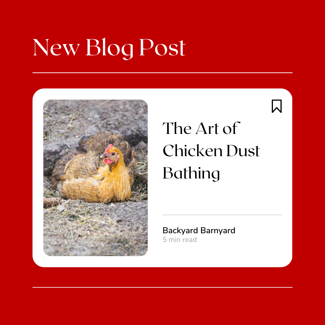 The Art of Chicken Dust Bathing – Backyard Barnyard