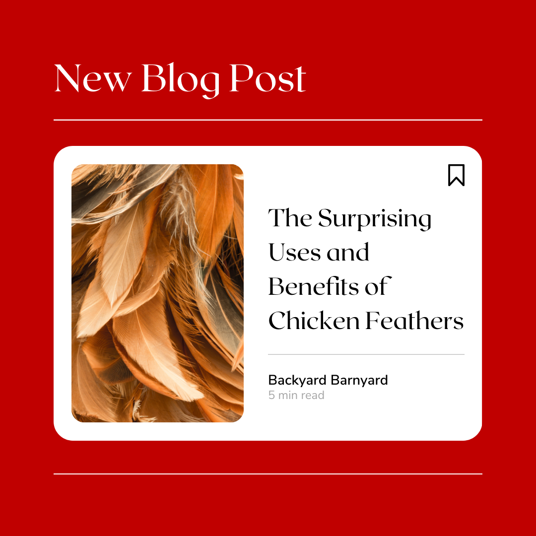 The Surprising Uses and Benefits of Chicken Feathers – Backyard Barnyard