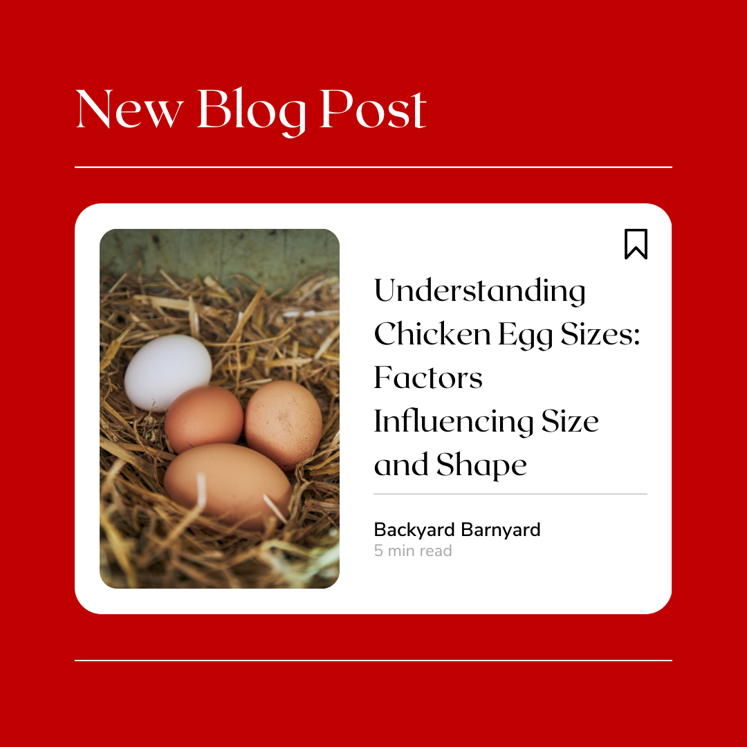 Understanding Chicken Egg Sizes: Factors Influencing Size and Shape ...
