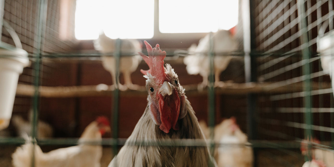 Best Sellers – Backyard Barnyard